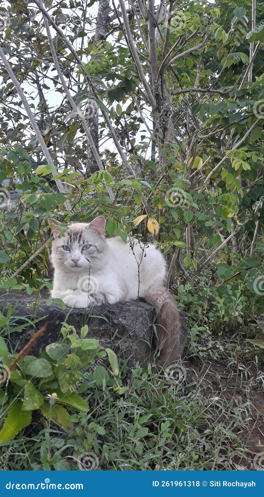 Himalayan cute cats stock photo. Image of forest, white - 261961318