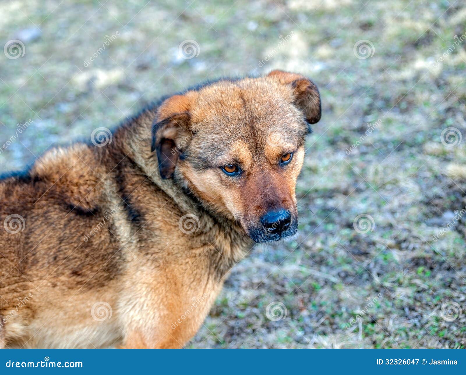 Himalayan dog stock image. Image of beautiful, nature - 32326047