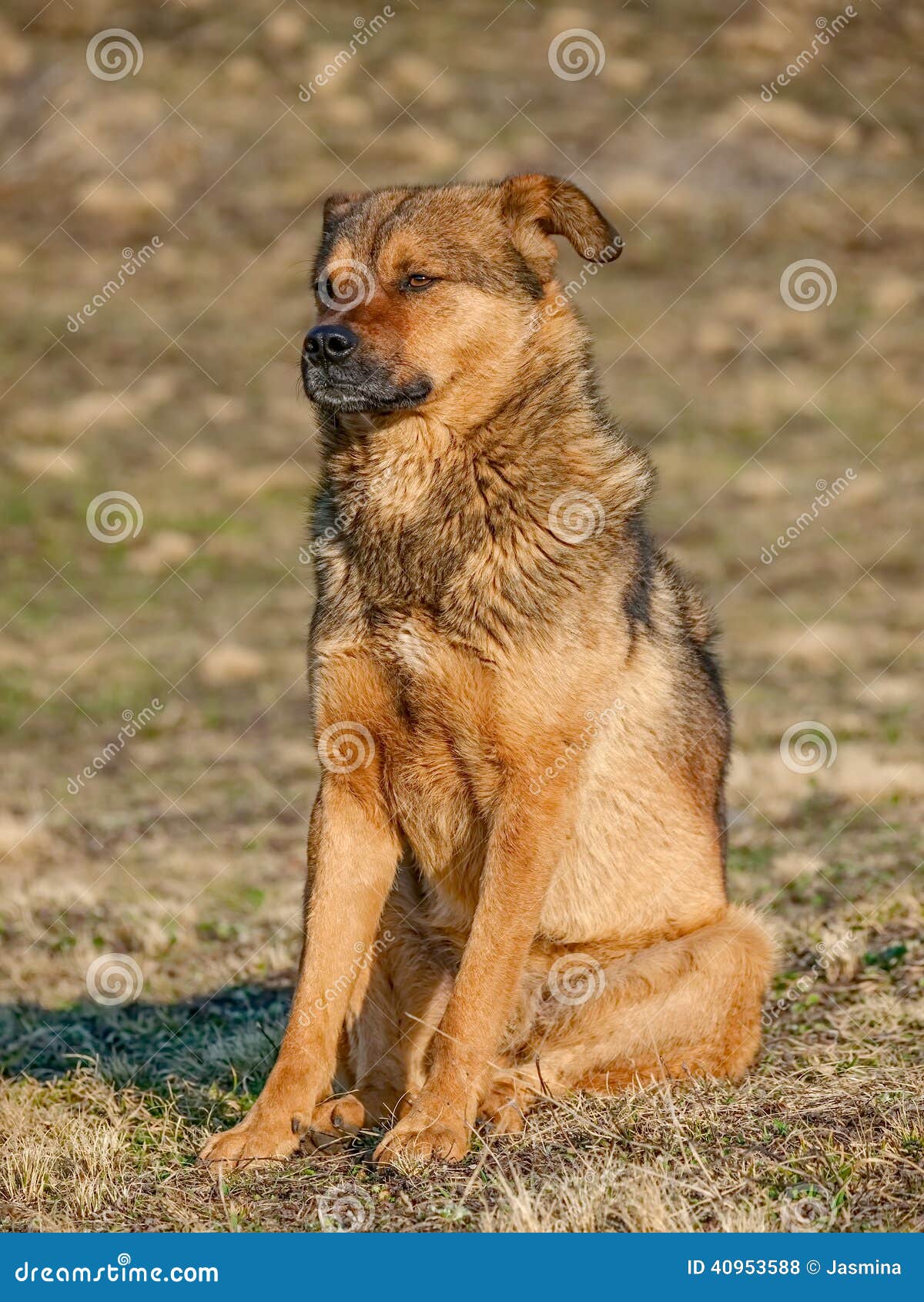 Himalayan dog stock photo. Image of mountain, animal - 40953588