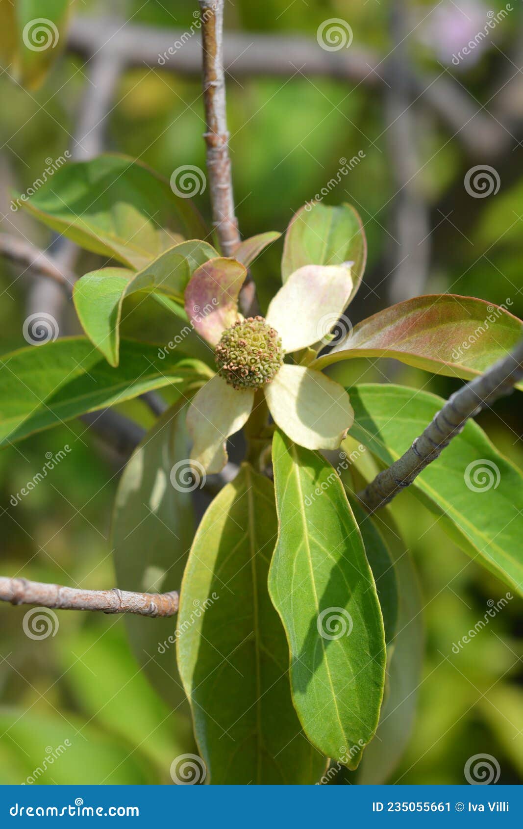 Himalayan Evergreen Dogwood Stock Image - Image of evergreen ...