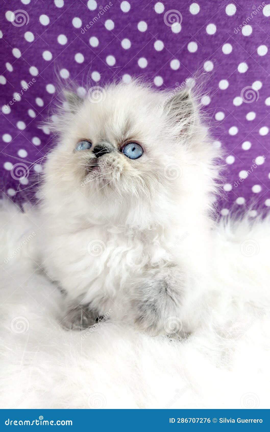 Himalayan female kitten stock photo. Image of white - 286707276