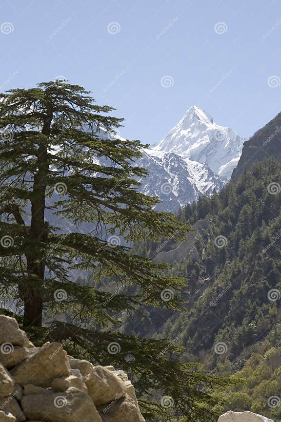 Himalayan fir and mountain stock photo. Image of adventure - 1201320