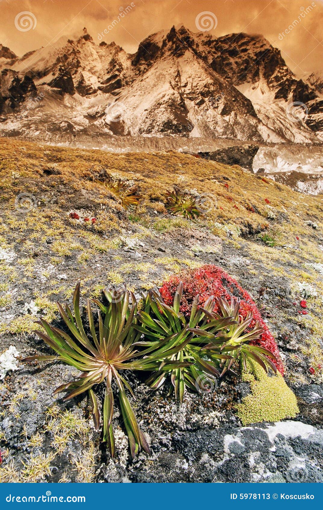 Himalayan Flora, Nepal stock image. Image of outdoor, blossom - 5978113