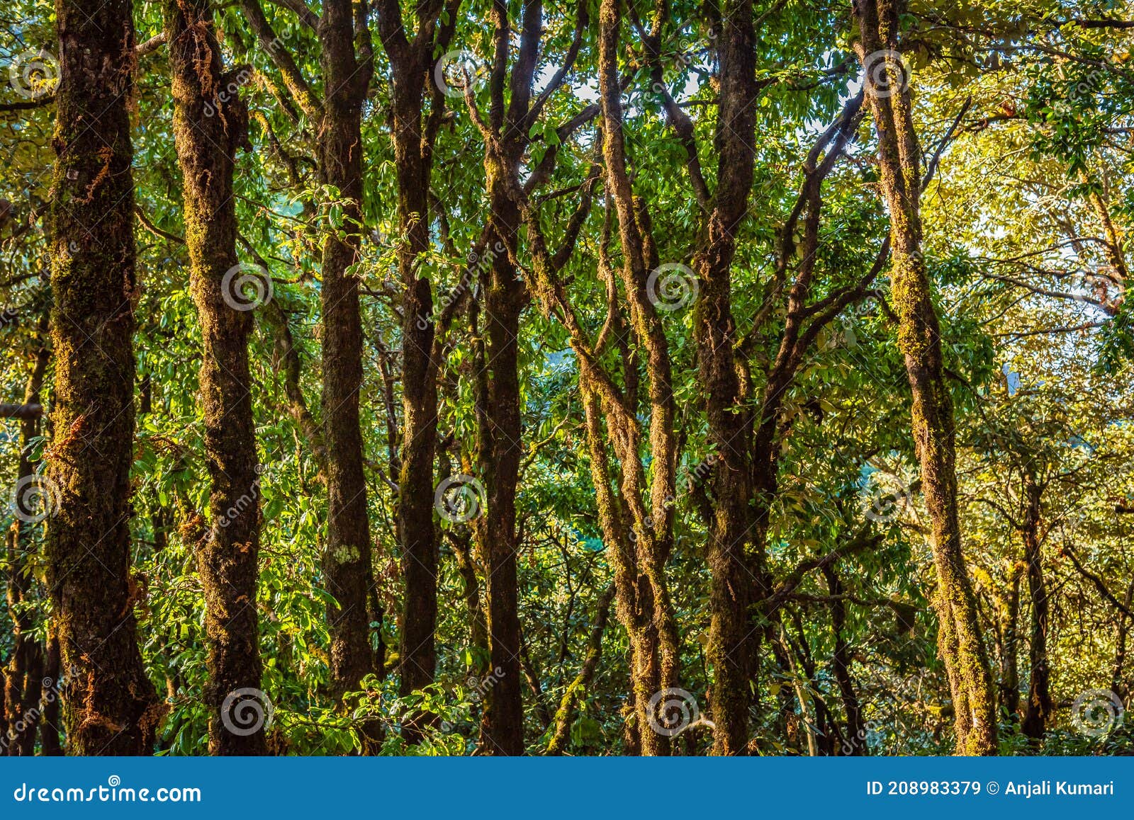Himalayan Forest at Binsar Uttarakhand Stock Image - Image of earth ...