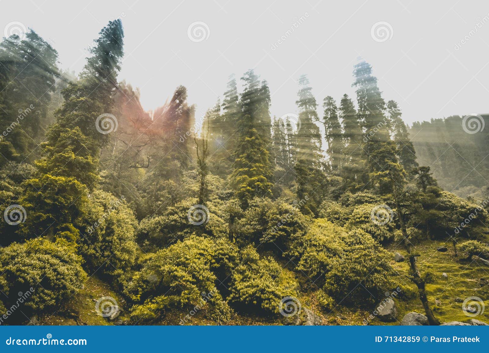 Himalayan Forest with Sun Rays Stock Image - Image of long, clouds ...