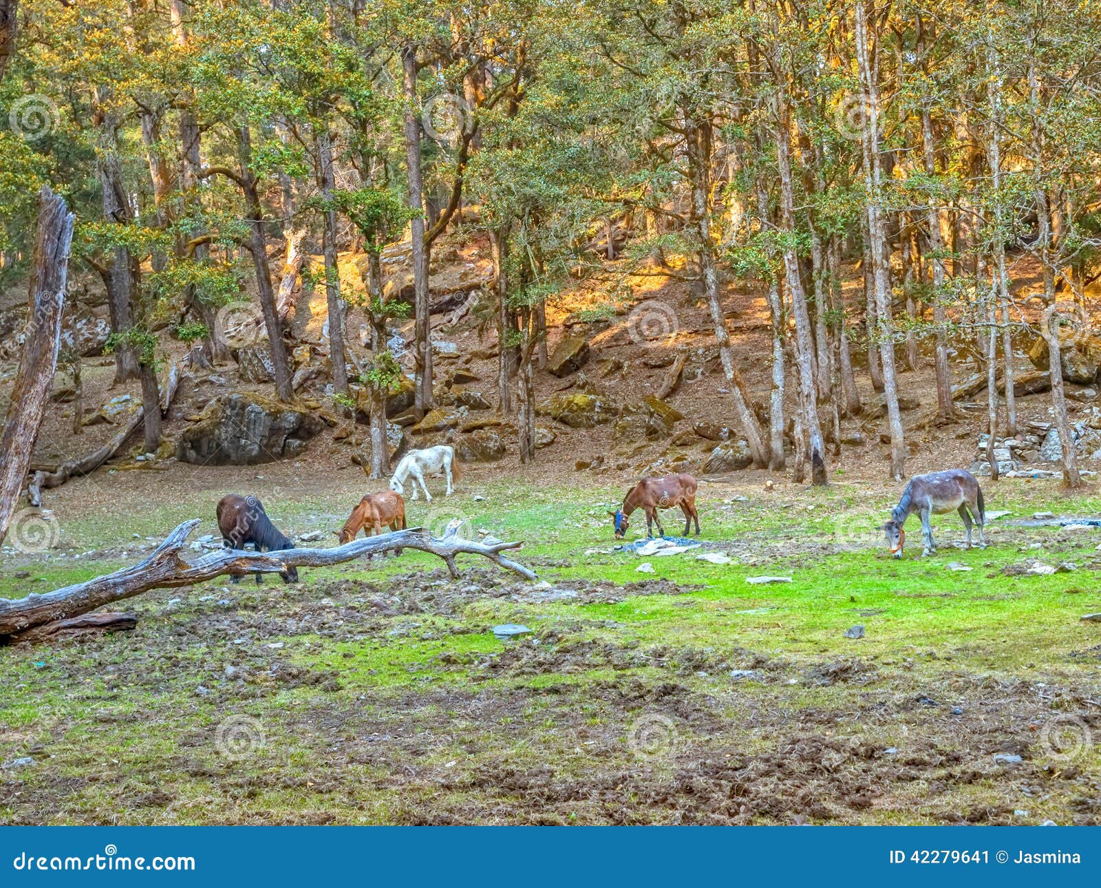 Himalayan forests stock image. Image of leaguer, spring - 42279641