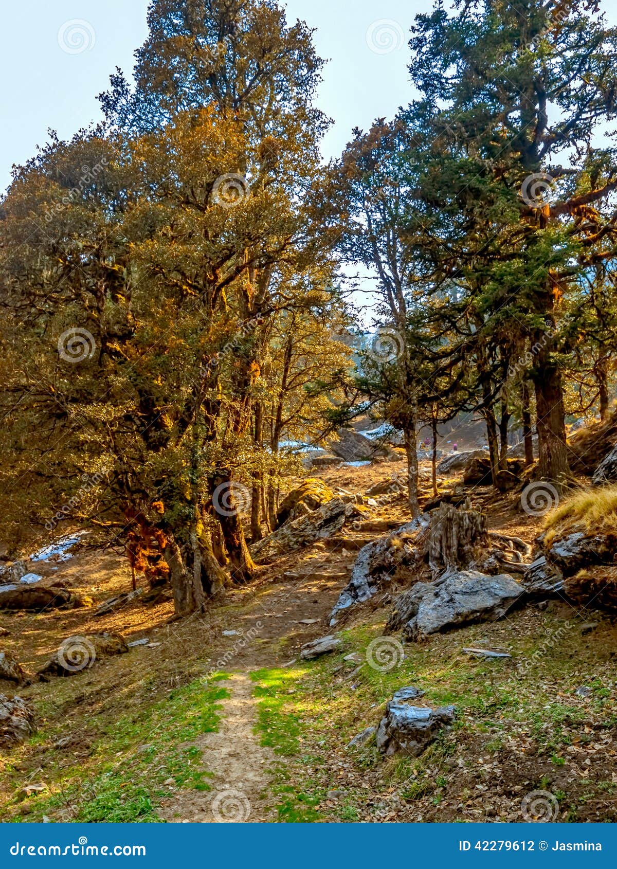Himalayan forests stock photo. Image of himalaya, natural - 42279612