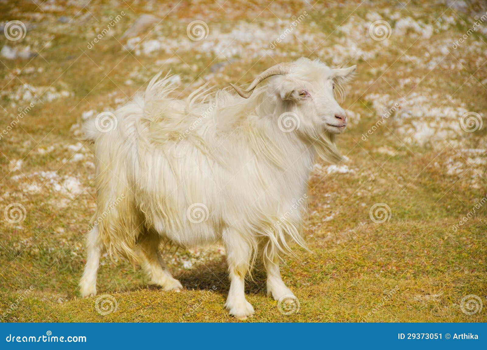 Himalayan goat pashmina stock image. Image of agriculture - 29373051