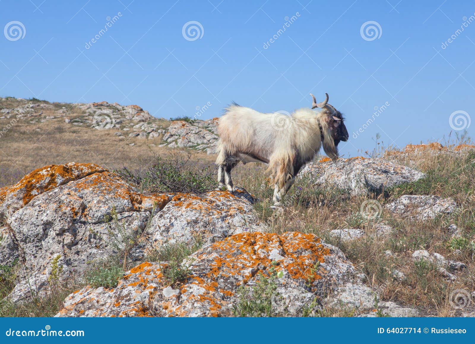 Himalayan goat in the wild stock photo. Image of geological - 64027714
