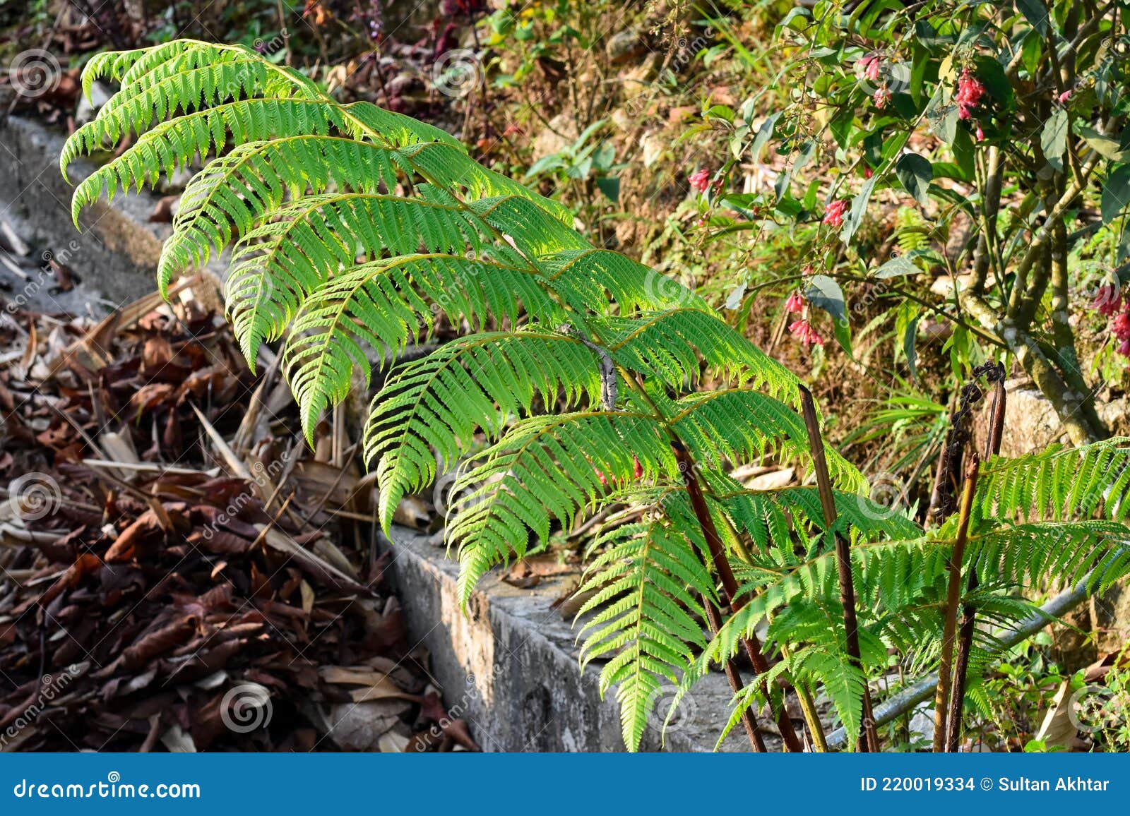 Himalayan Green Ferns, are Often Called Fronds Stock Photo - Image of ...