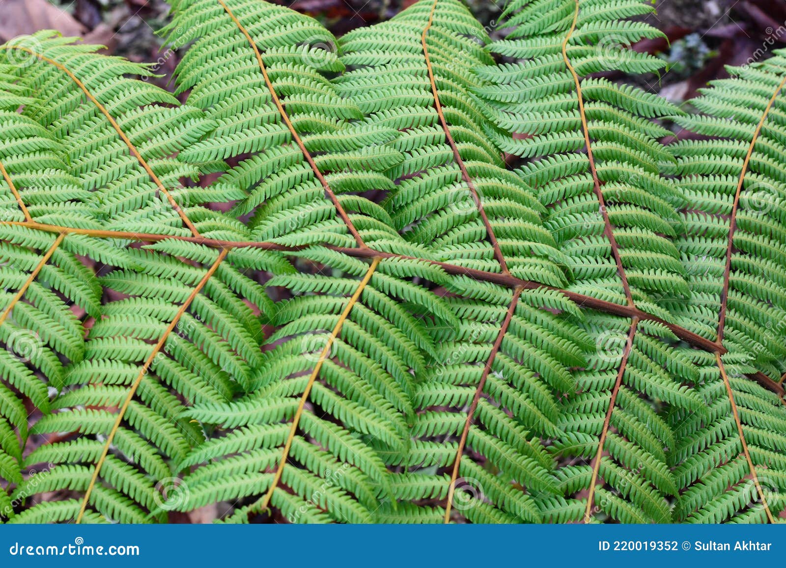 Himalayan Green Ferns, are Often Called Fronds Stock Photo - Image of ...