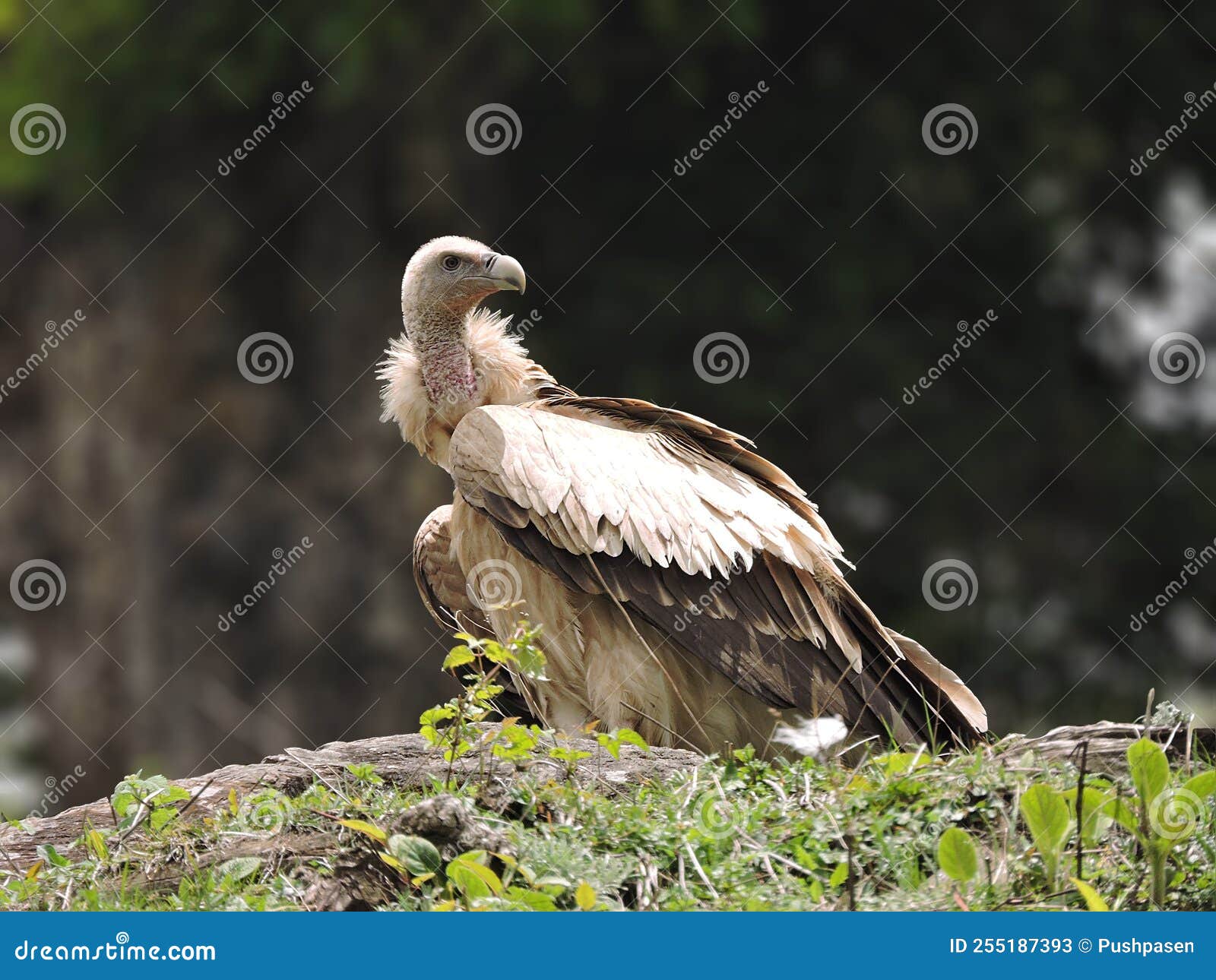 Himalayan Griffon in Natural Habitat Stock Image - Image of falcon ...