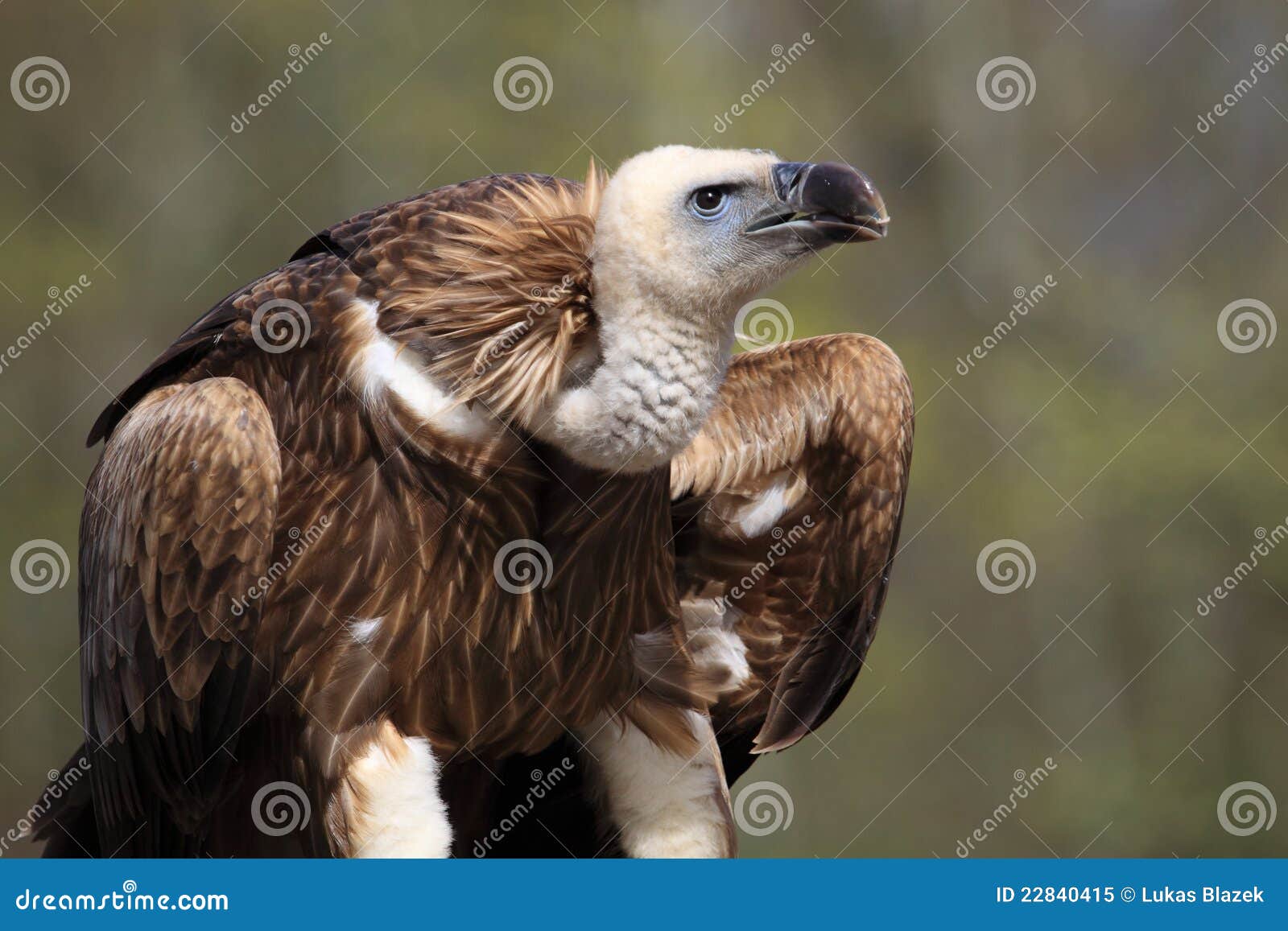 Griffon Vulture, Gyps Fulvus, Big Bird Of Prey Sitting On The Stone In ...