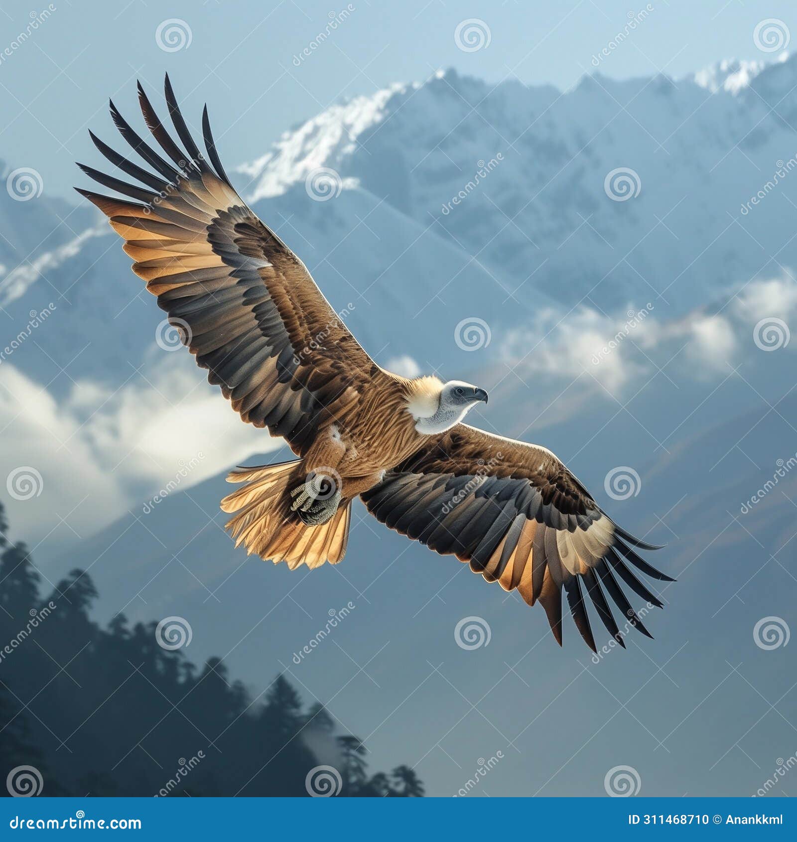 Himalayan Griffon Vulture Flying with Snow Mountain Background ...