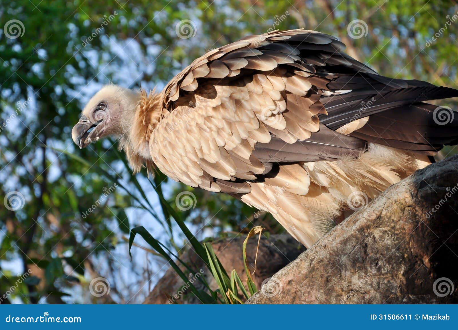 Himalayan Griffon stock image. Image of animal, plumage - 31506611