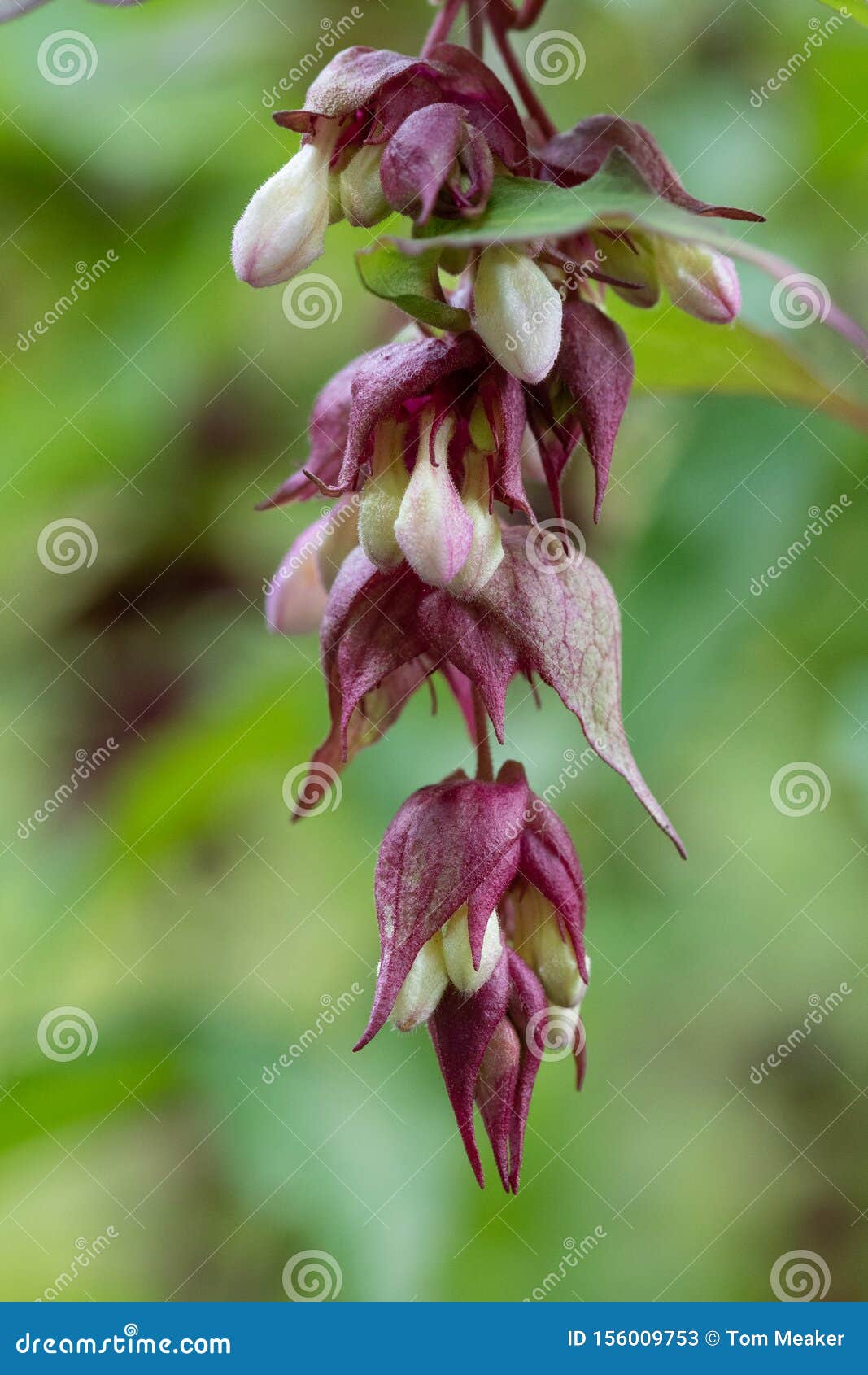 Himalayan Honeysuckle Leycesteria Formosa Stock Image - Image of plant ...