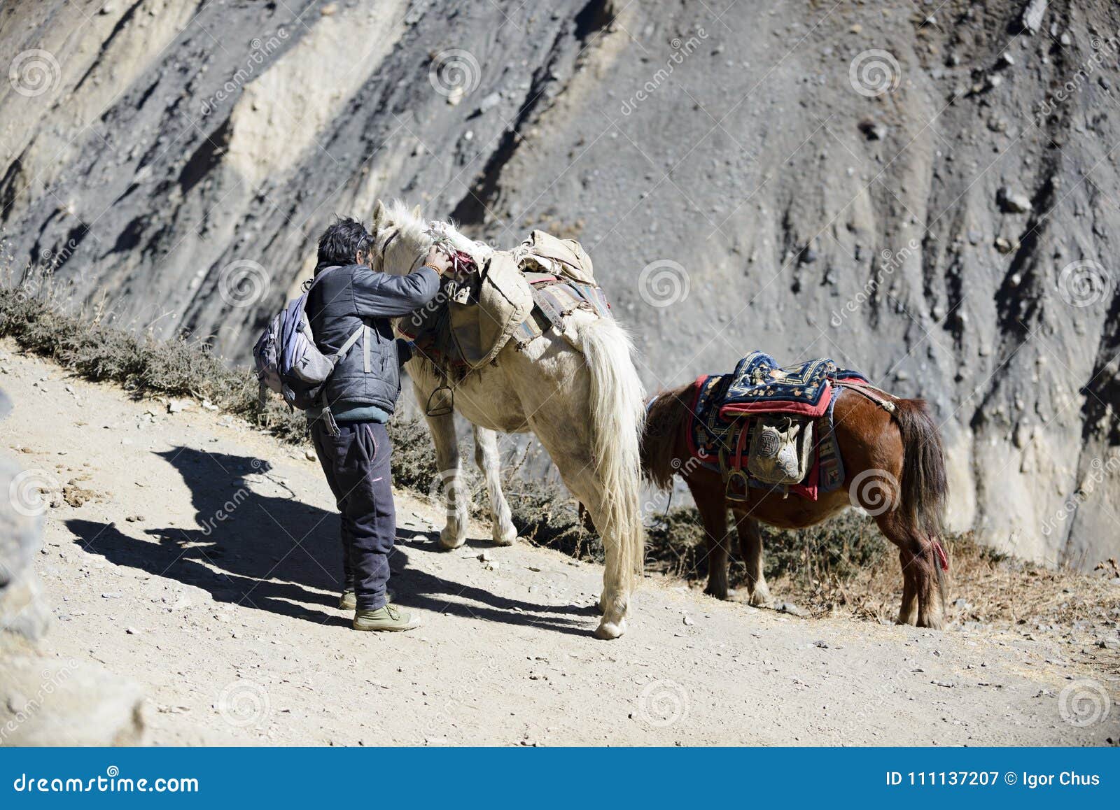Himalayan Horse in Nepal, with a Height of Over 4000 Meters Editorial Photography - Image of ...
