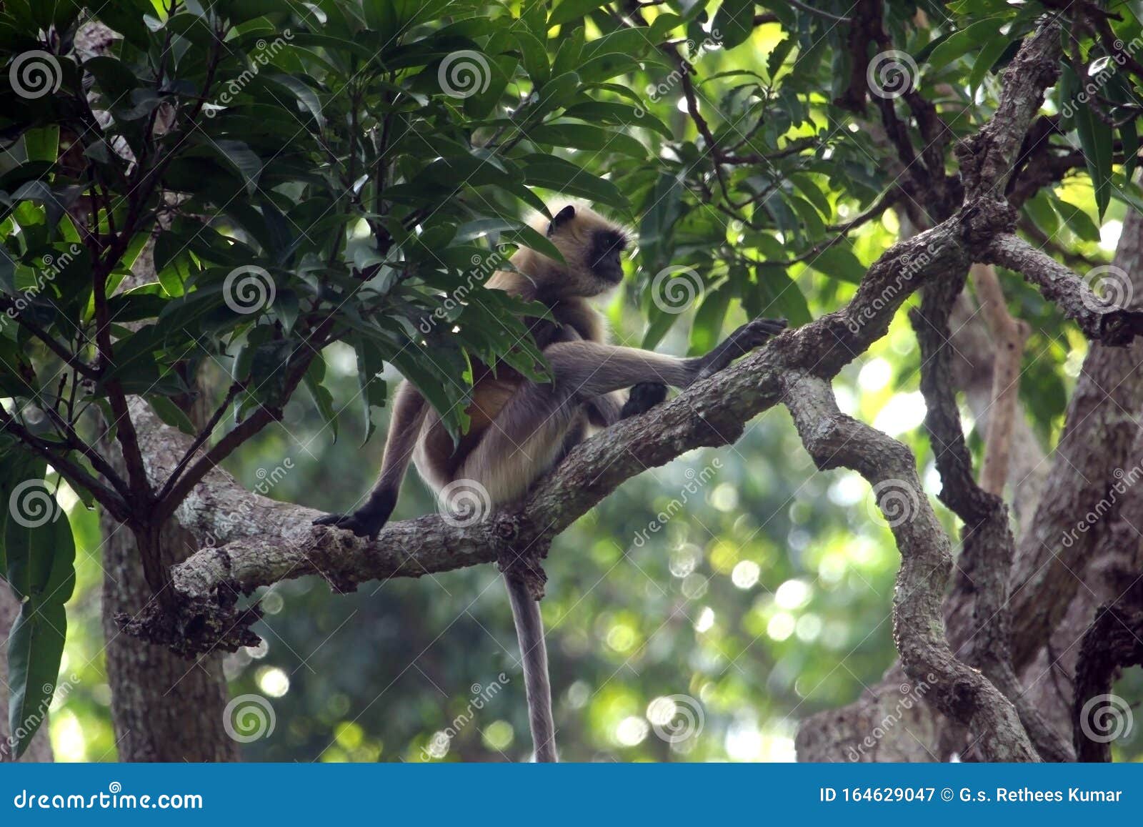 Himalayan Langur on Forest Tree Stock Image - Image of indian, india ...