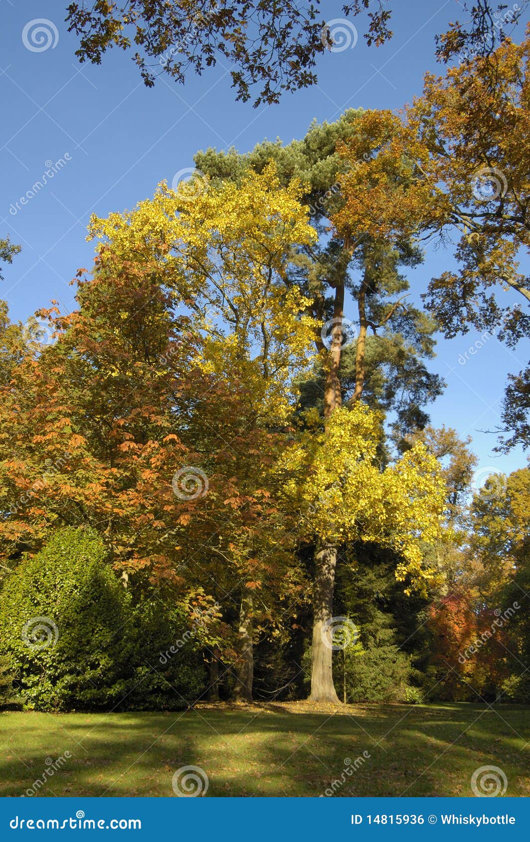 Himalayan Maple stock photo. Image of fall, leaves, colors - 14815936