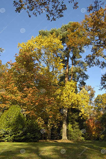 Himalayan Maple stock photo. Image of fall, leaves, colors - 14815936