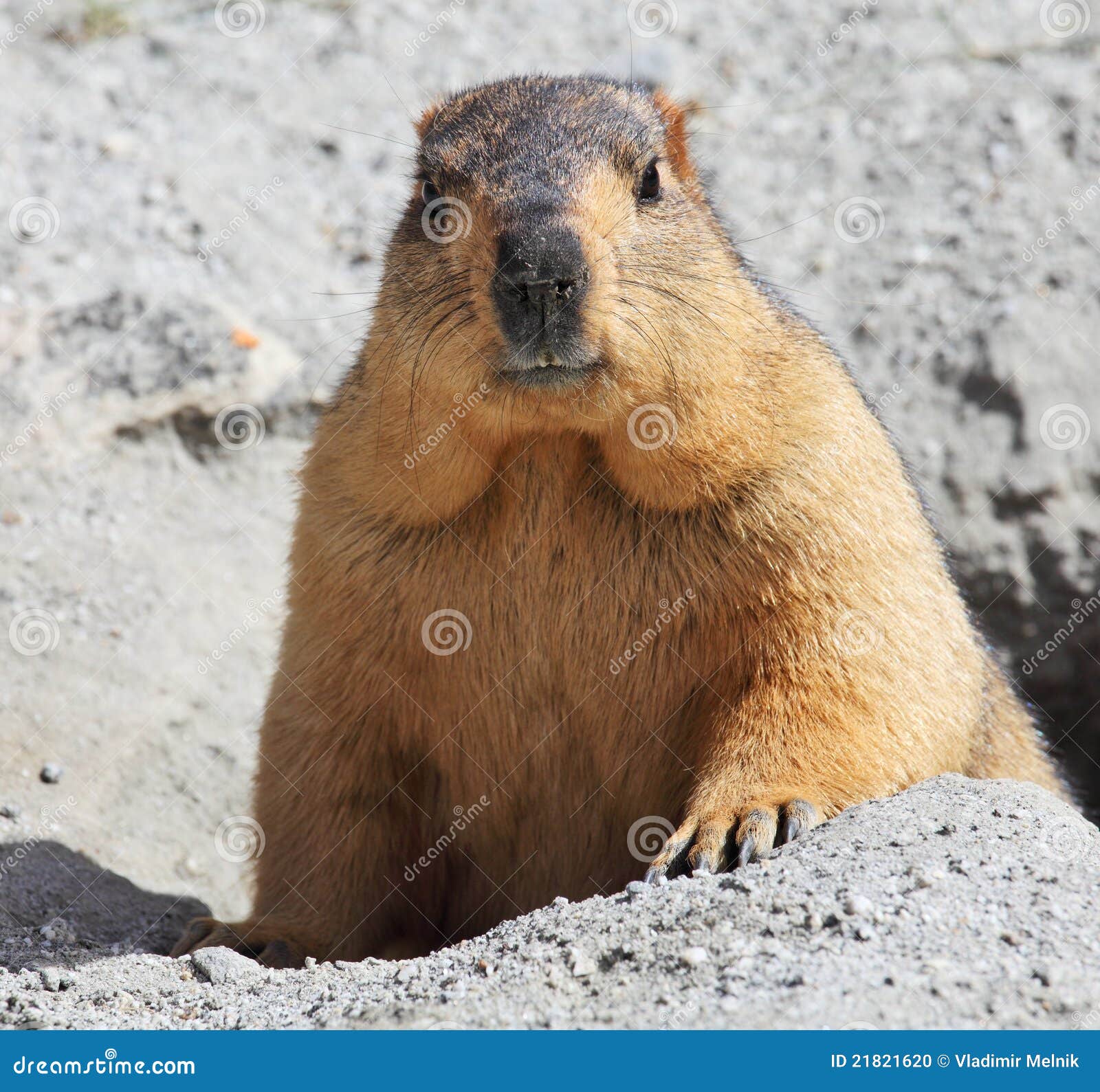Himalayan marmot stock photo. Image of wildlife, wilderness - 21821620