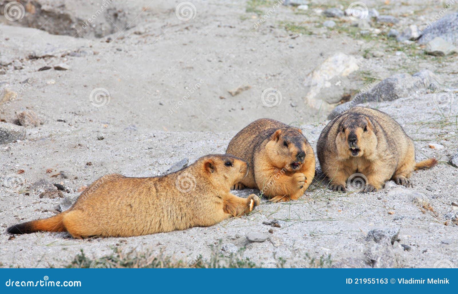 Himalayan Marmots Pair Standing In Open Grassland, Ladakh, India Stock ...