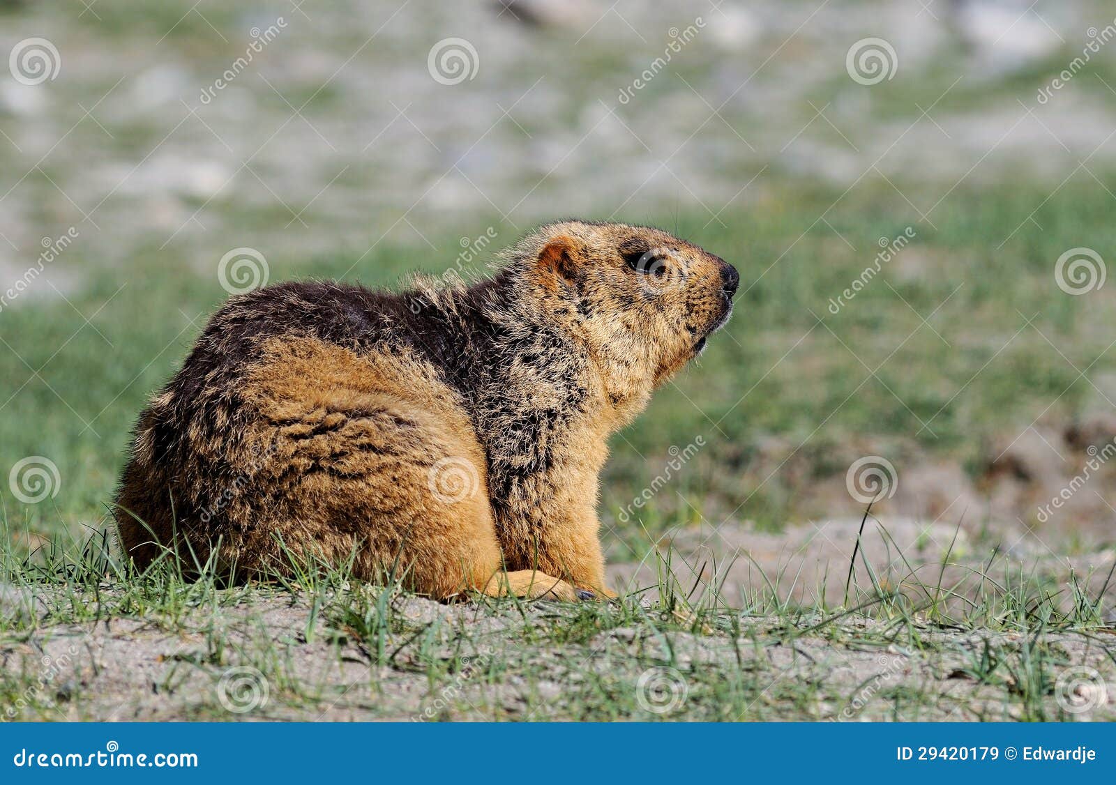 Himalayan marmot stock image. Image of marmot, ladakh - 29420179