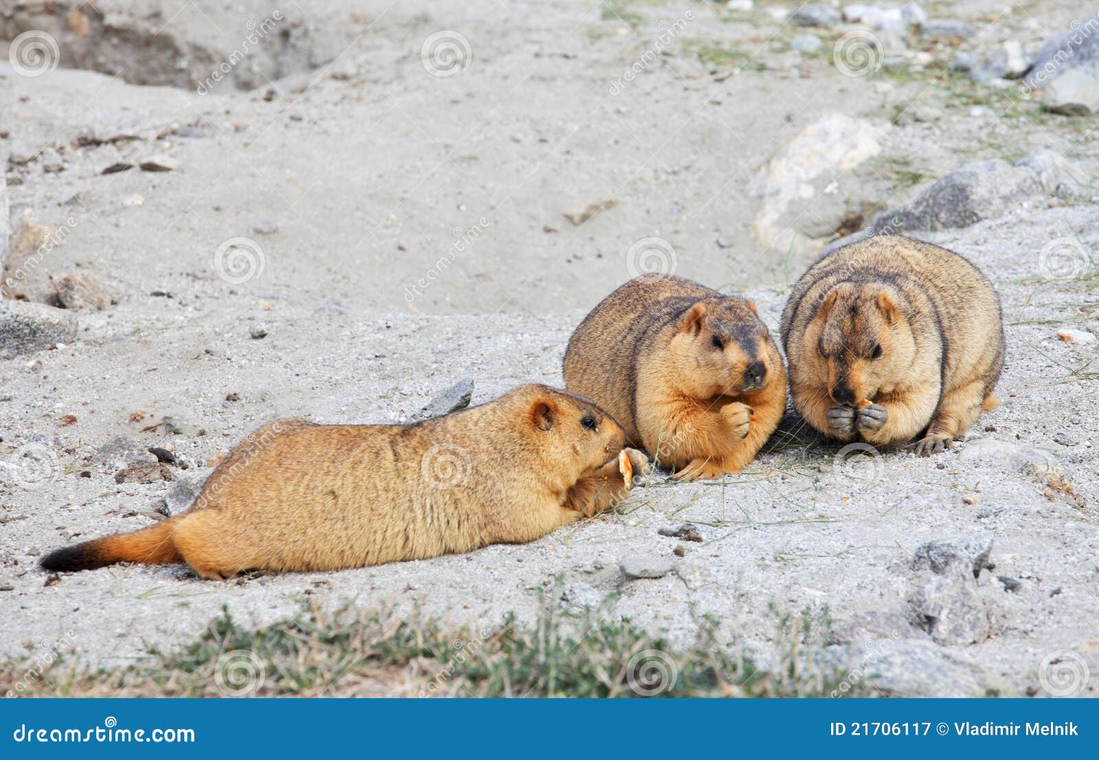 Himalayan Marmots Pair Kissing In Open Grassland, Ladakh, India Royalty ...