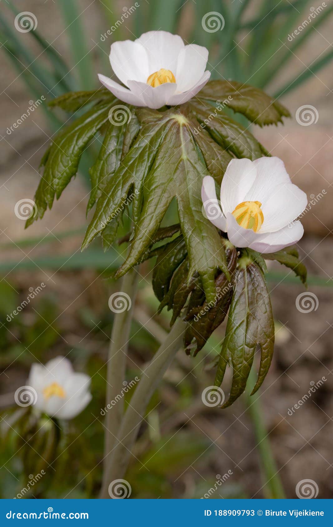 Himalayan mayapple stock image. Image of white, gardening - 188909793
