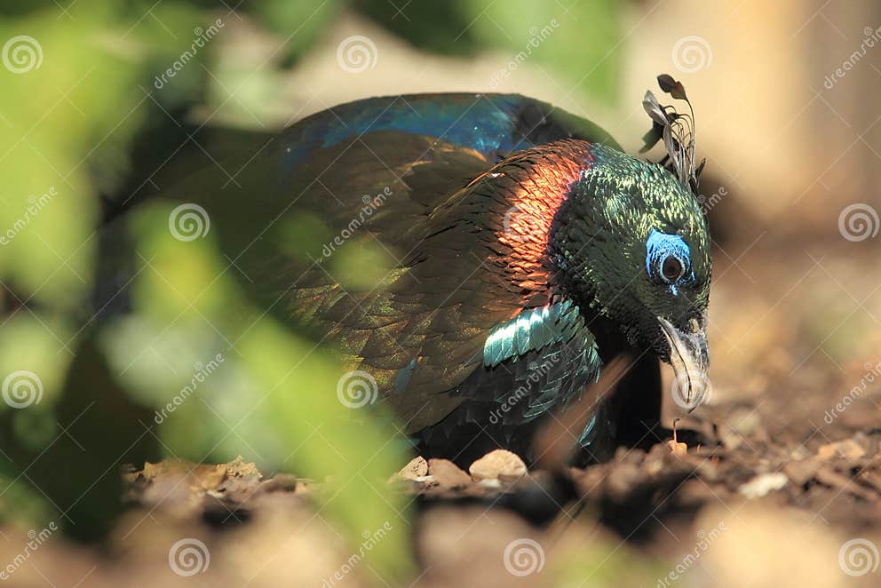 Himalayan monal stock photo. Image of impeyan, nature - 27121908