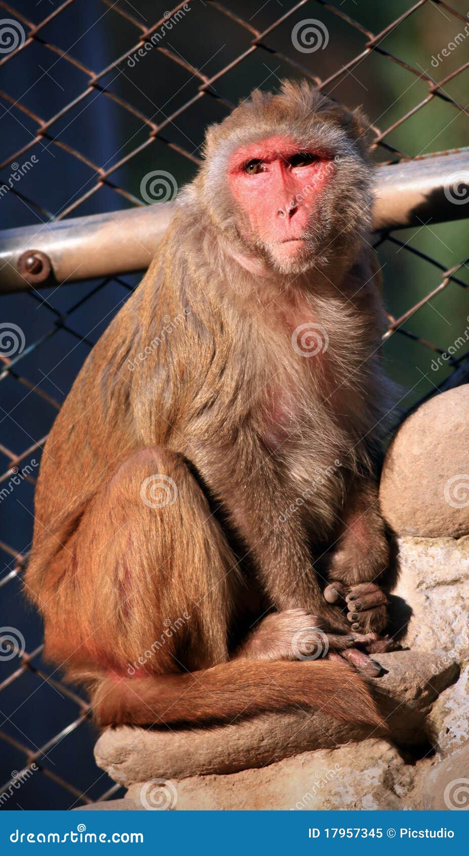 Himalayan monkey stock image. Image of asian, monkey - 17957345