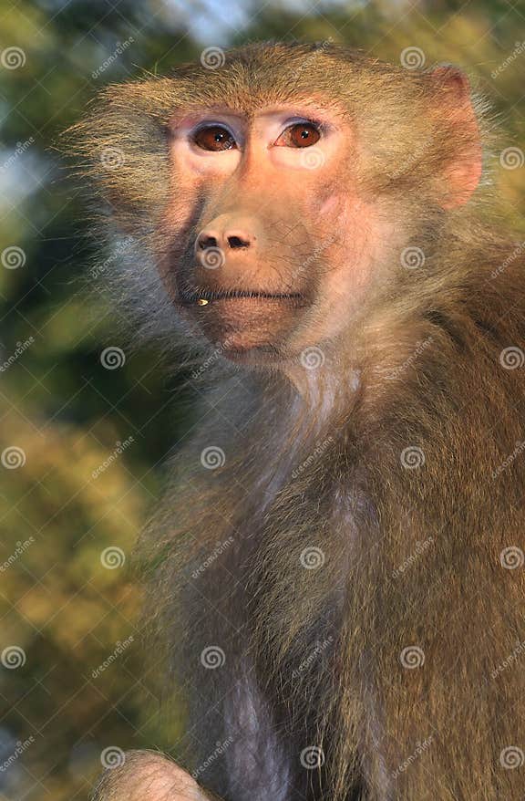 Himalayan monkey stock photo. Image of macaque, himalayan - 17958492