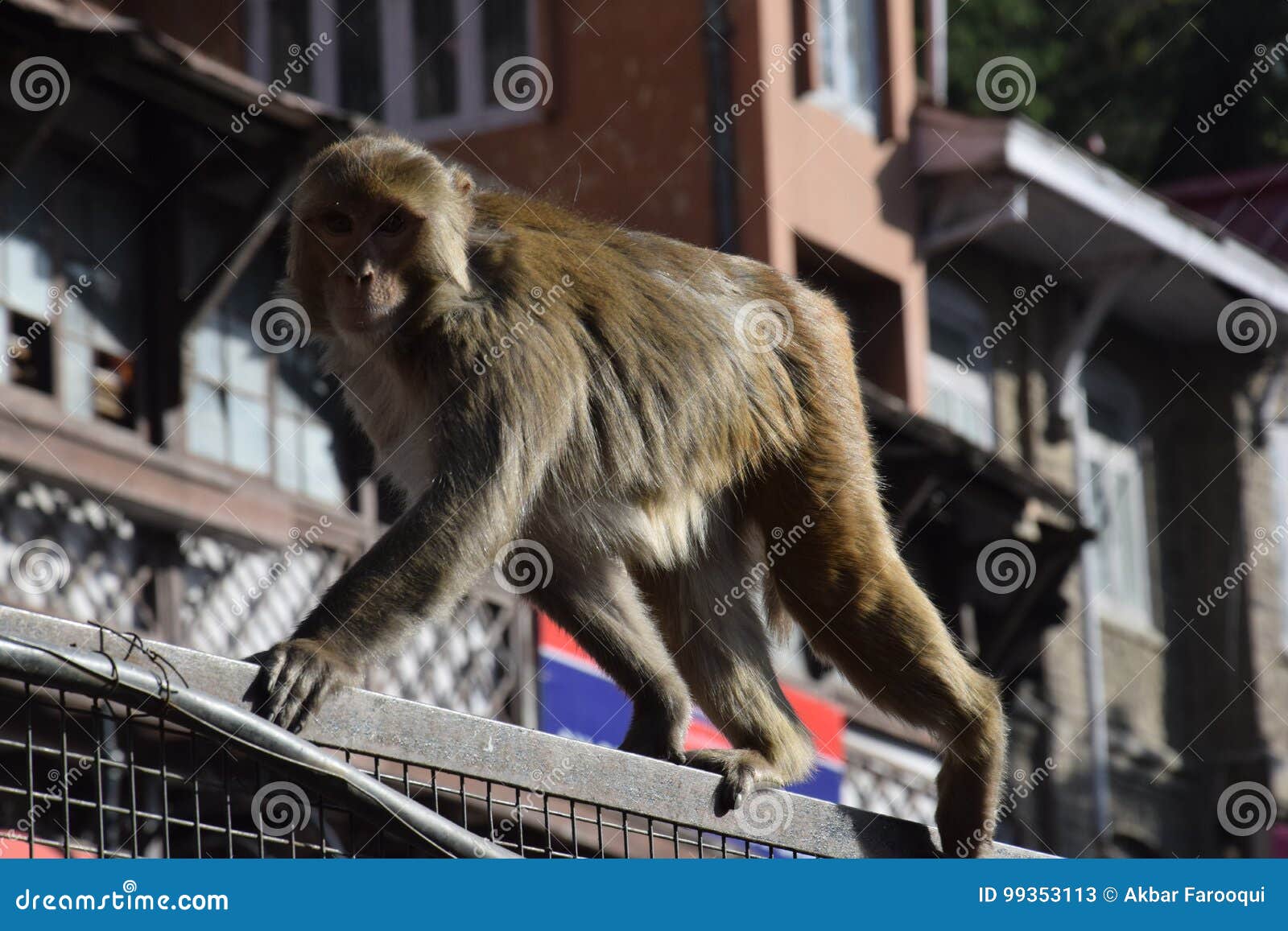 Himalayan Monkey stock image. Image of family, india - 99353113