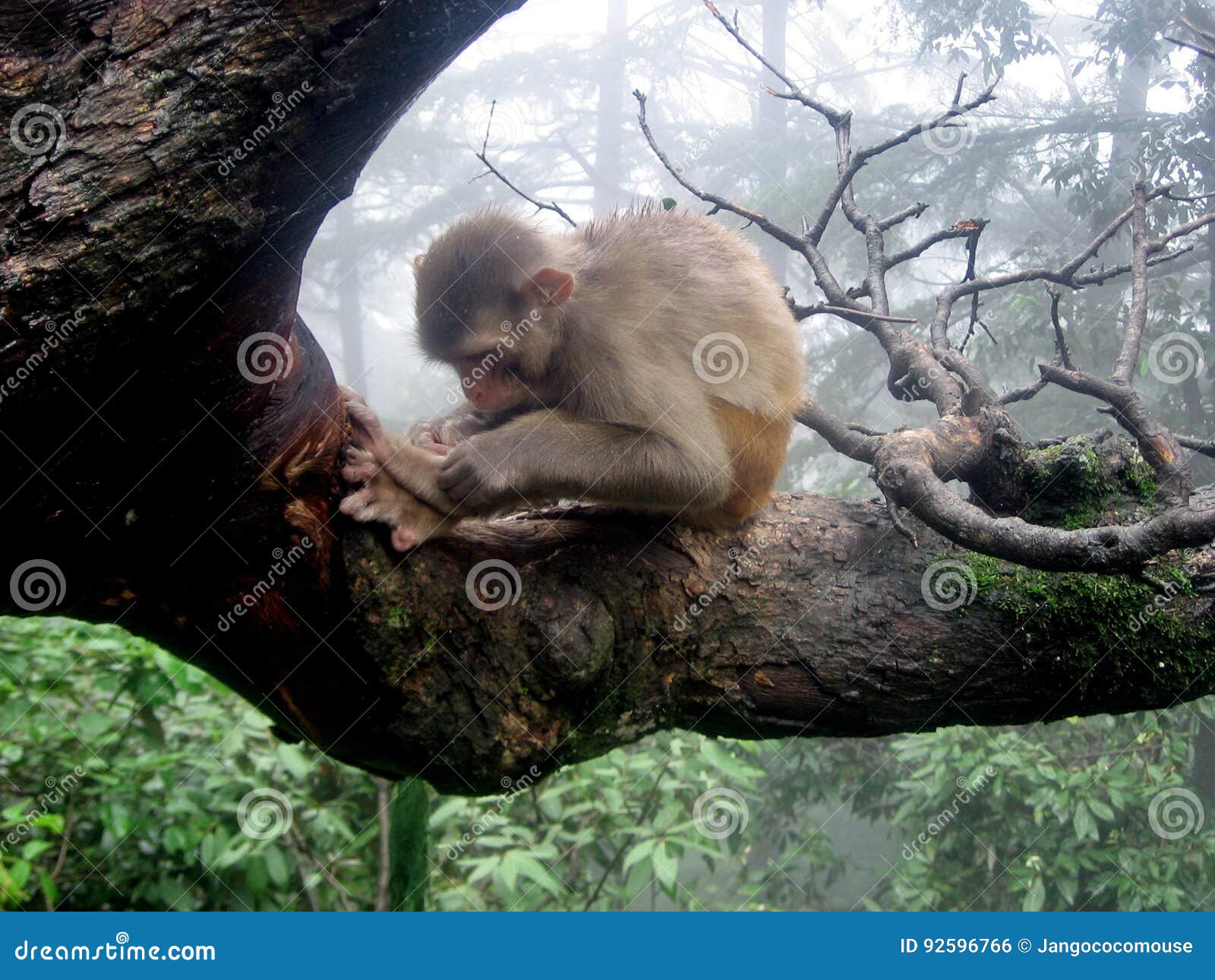 Himalayan Monkey Stock Photography | CartoonDealer.com #92596766
