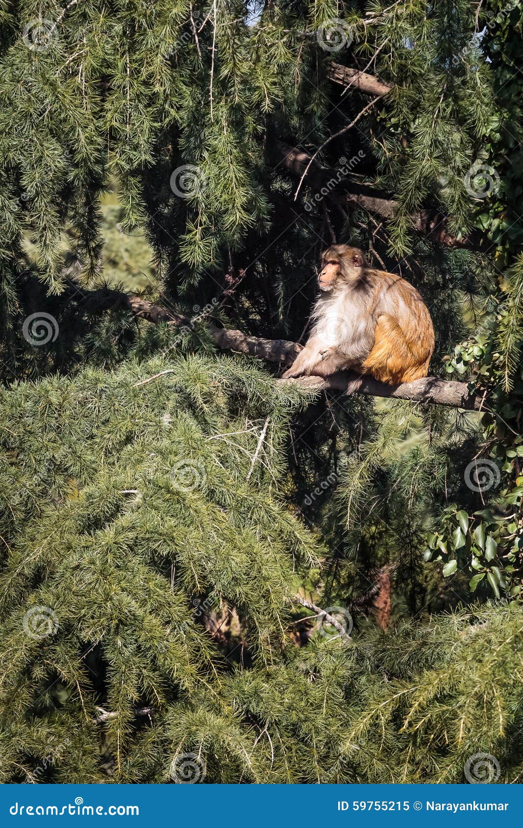 Himalayan Monkey Stock Photography | CartoonDealer.com #92596766