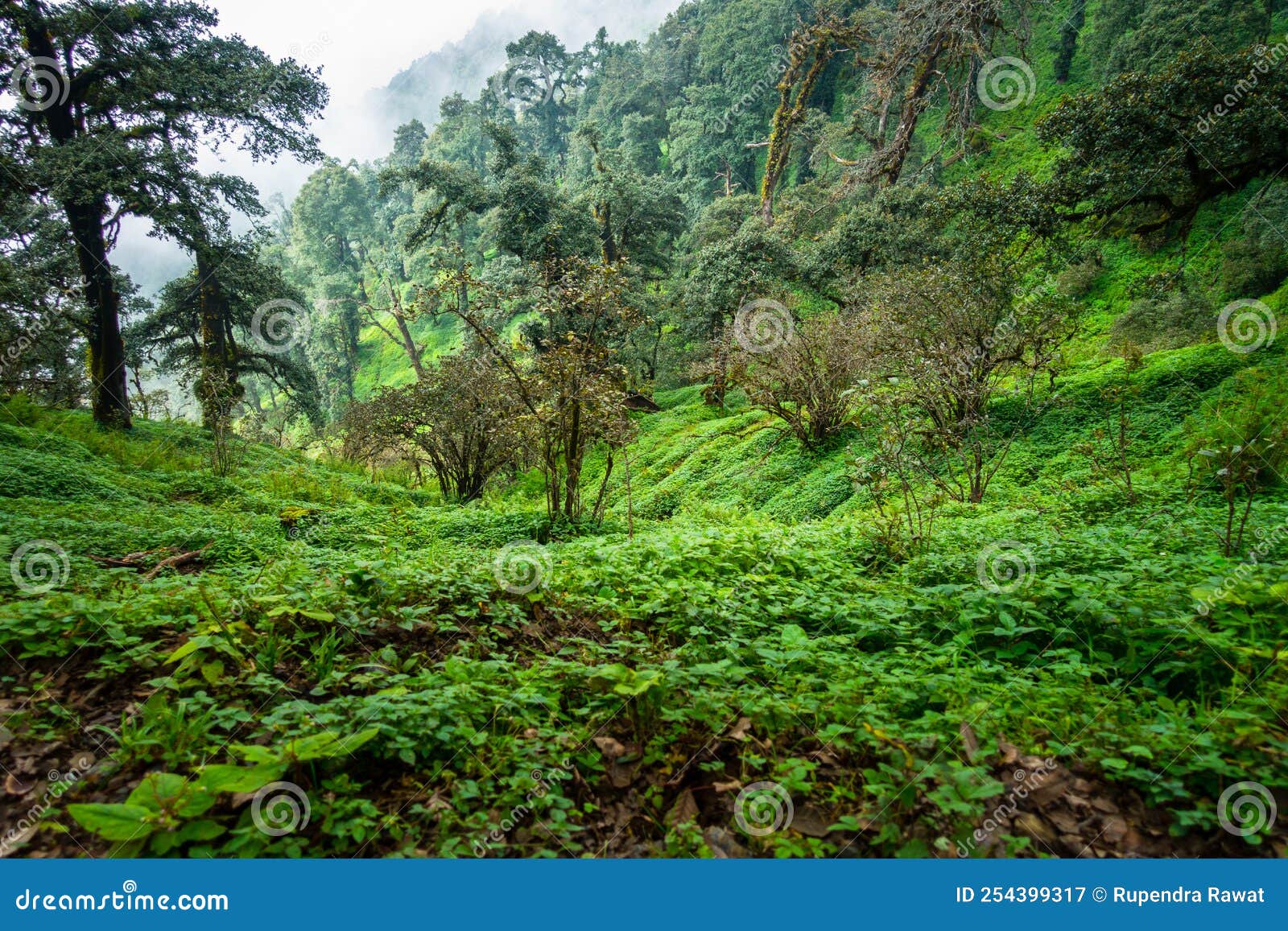 A Himalayan Mountain Ridge with Native Herbs and Shrubs and Trees ...