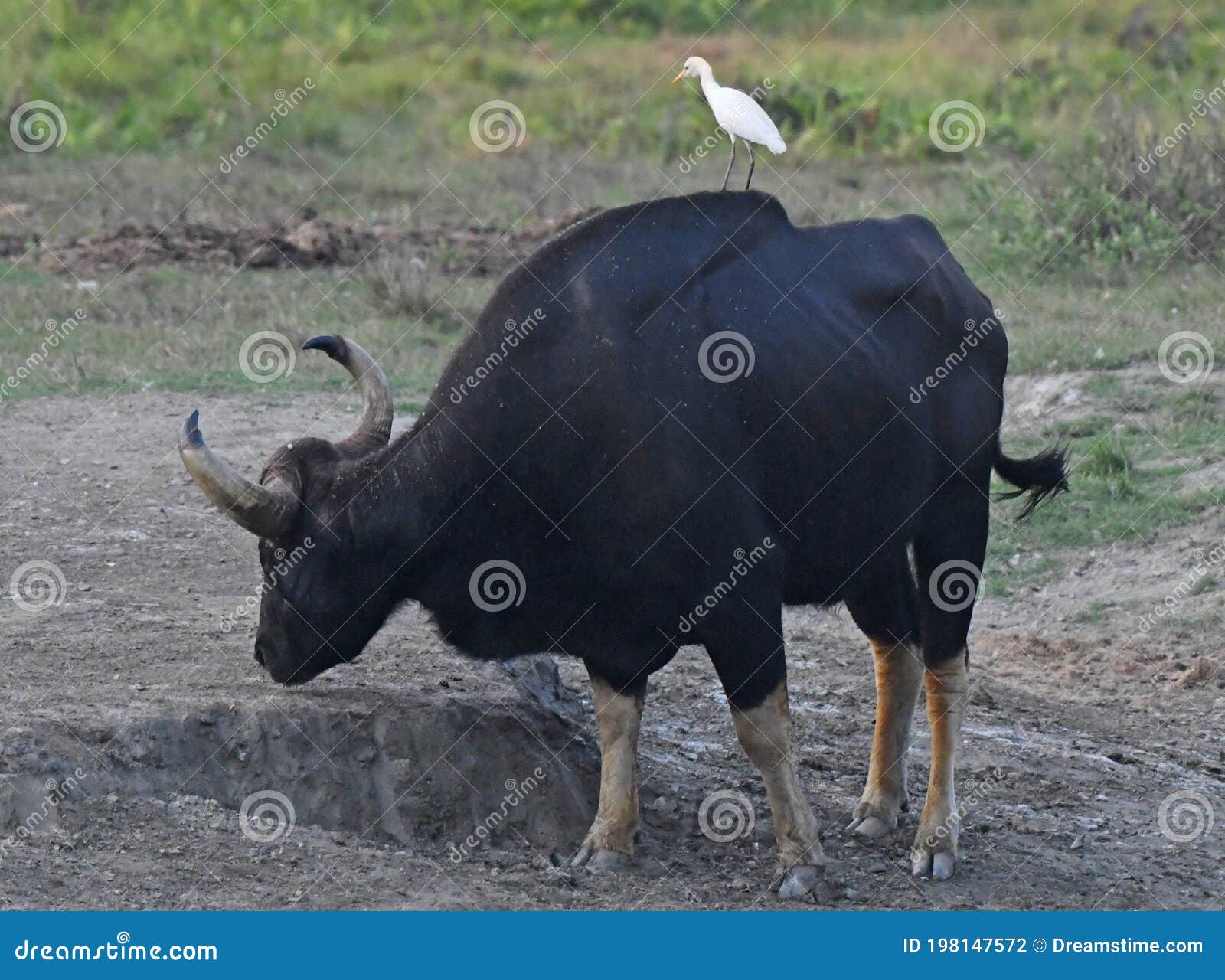 Gaur or Indian Bison in an Angry Mood Stock Photo - Image of wildlife ...