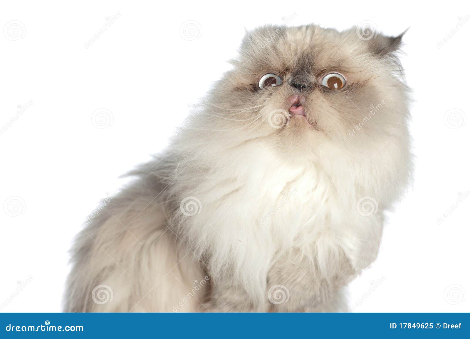 Orange Himalayan Persian Cat