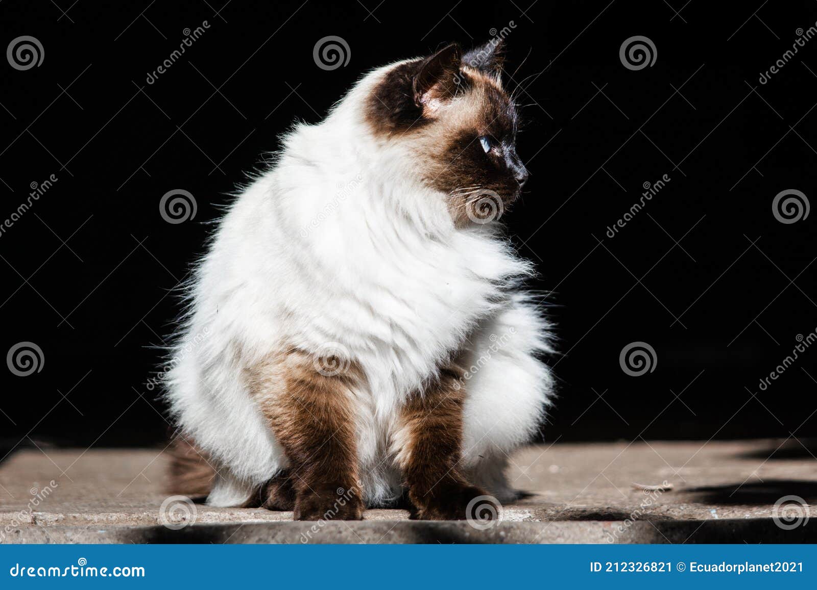 Himalayan Persian Breed Cat Siamese Color Stock Image - Image of ...