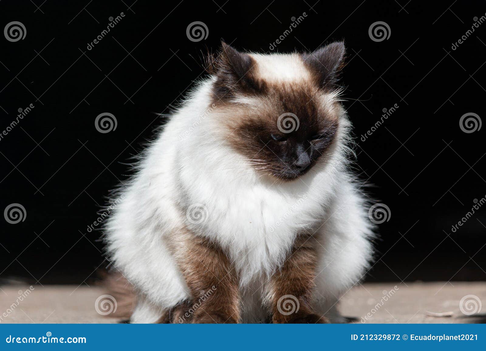 Himalayan Persian Breed Cat Siamese Color Stock Photo - Image of ...