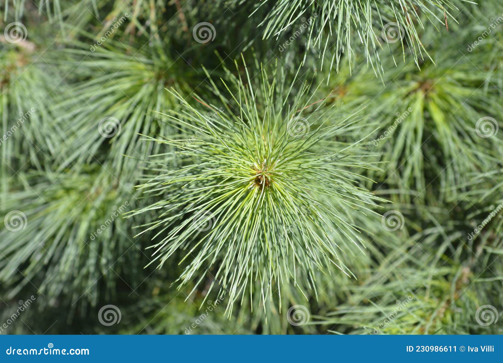 Himalayan pine stock image. Image of foliage, branch - 230986611