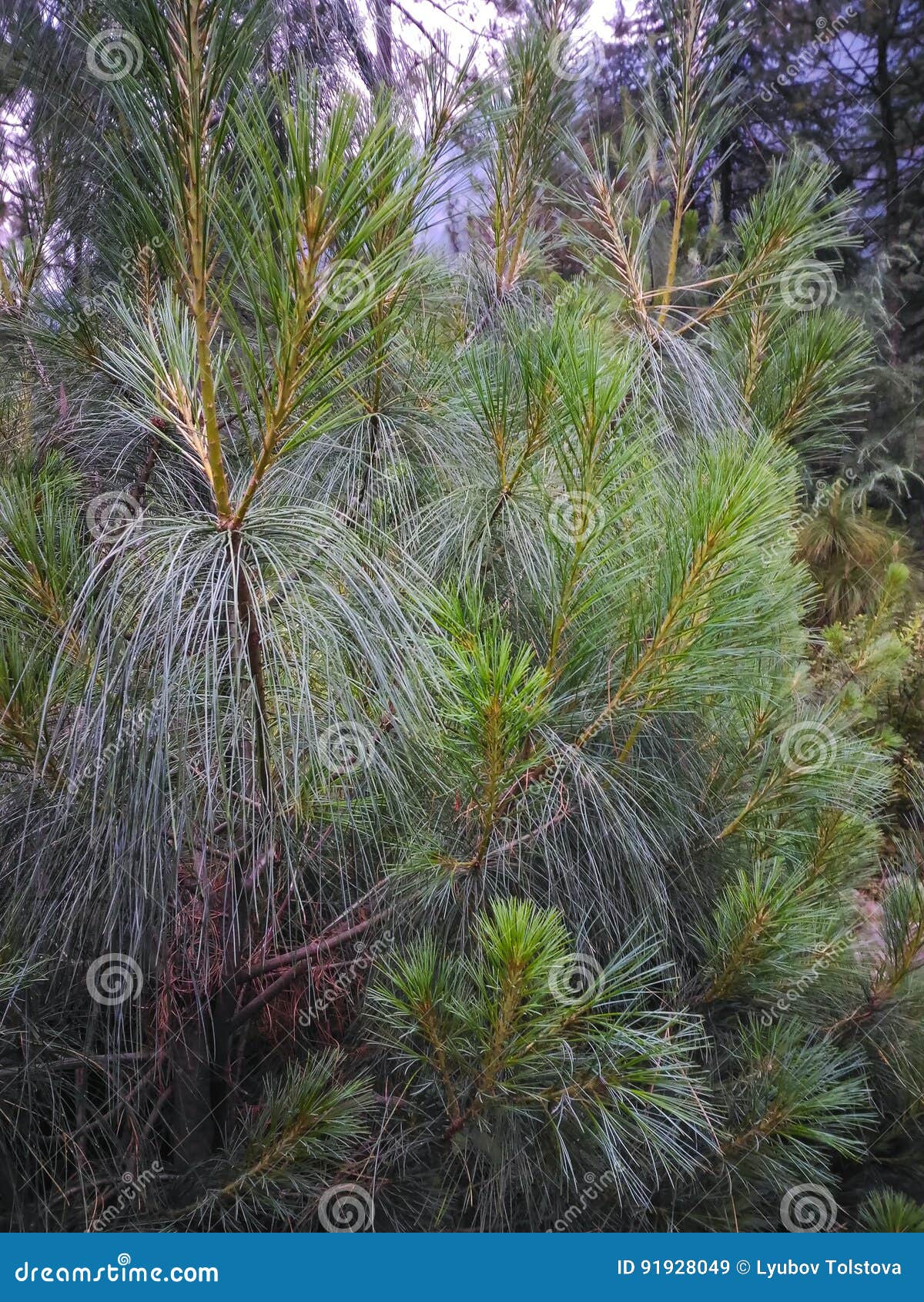 Himalayan Pine Tree in the Spring Stock Image - Image of branch ...