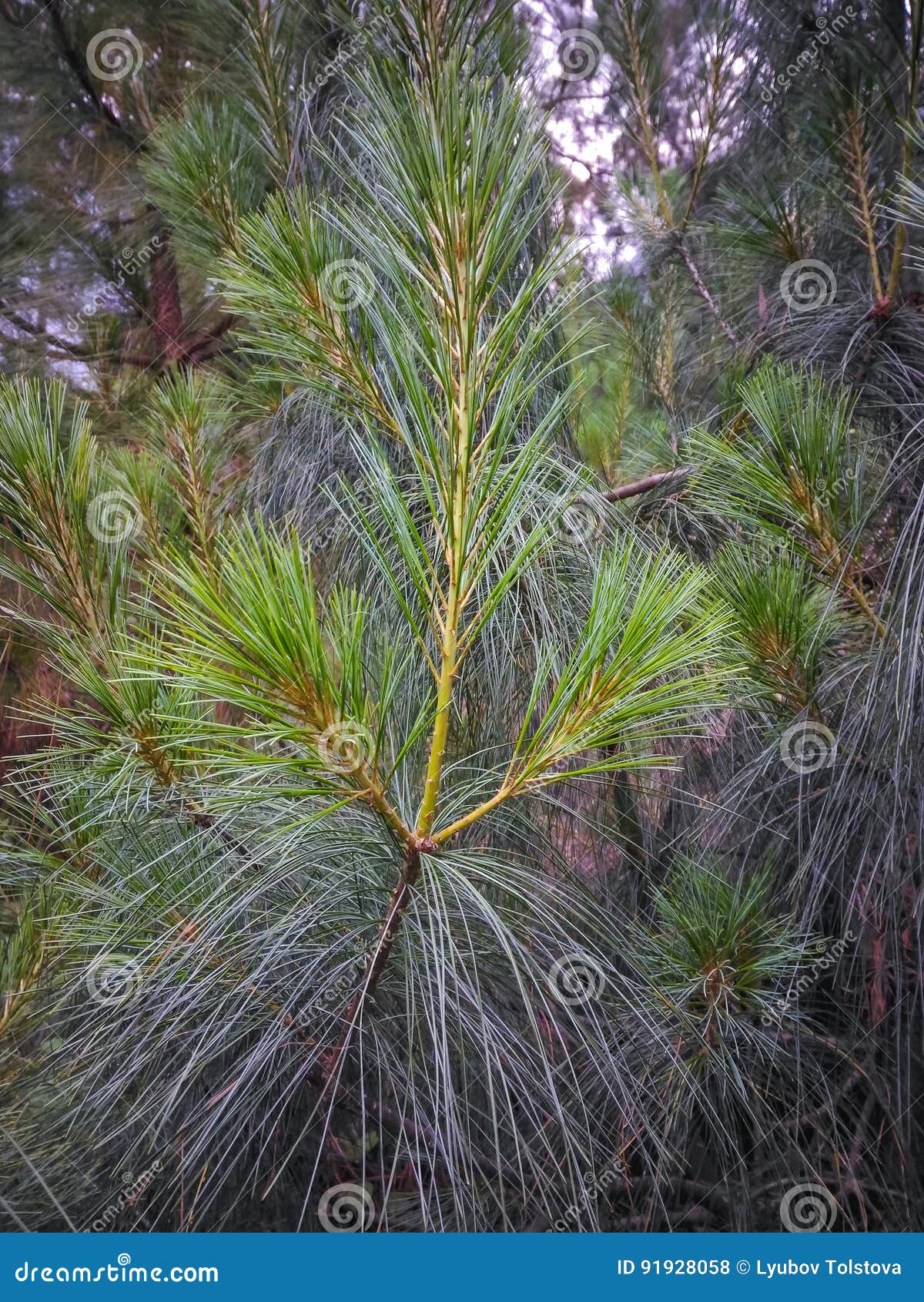 Himalayan Pine Tree in the Spring Stock Photo - Image of fluffy, fresh ...