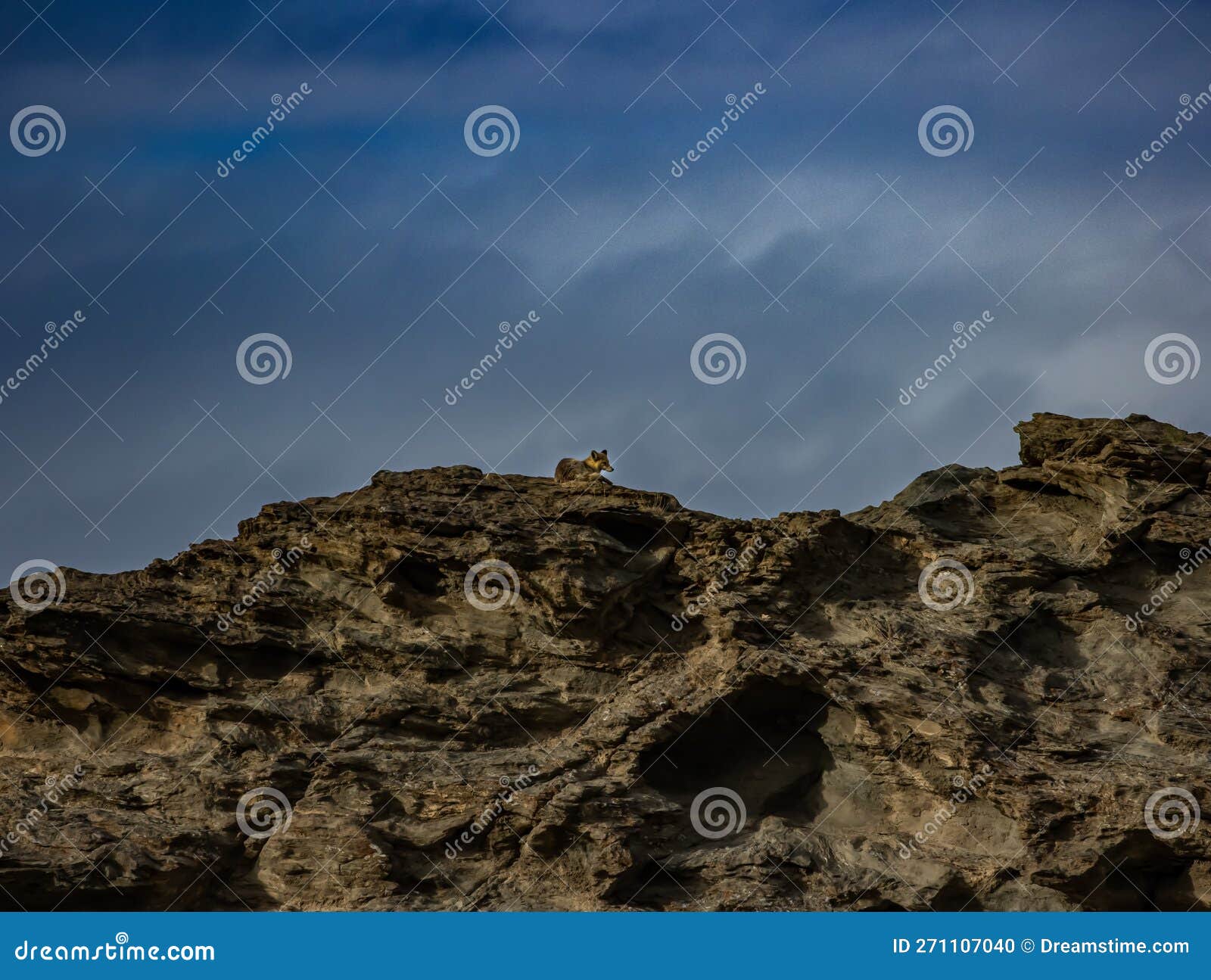 Himalayan Red Fox Running on Top of the Cliffs Stock Photo - Image of ...