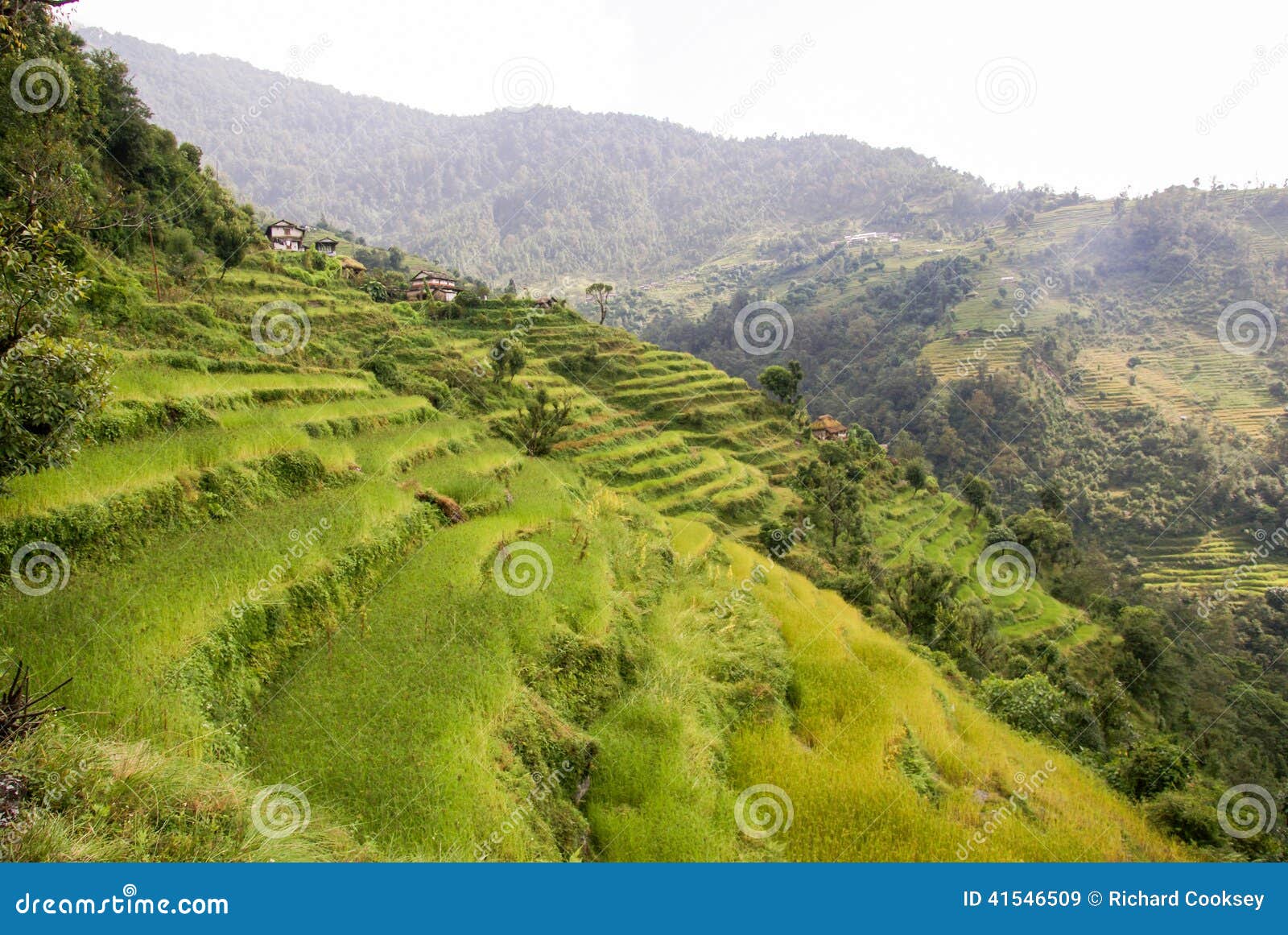 Himalayan Rice Terraces stock image. Image of nepal, himalayan - 41546509
