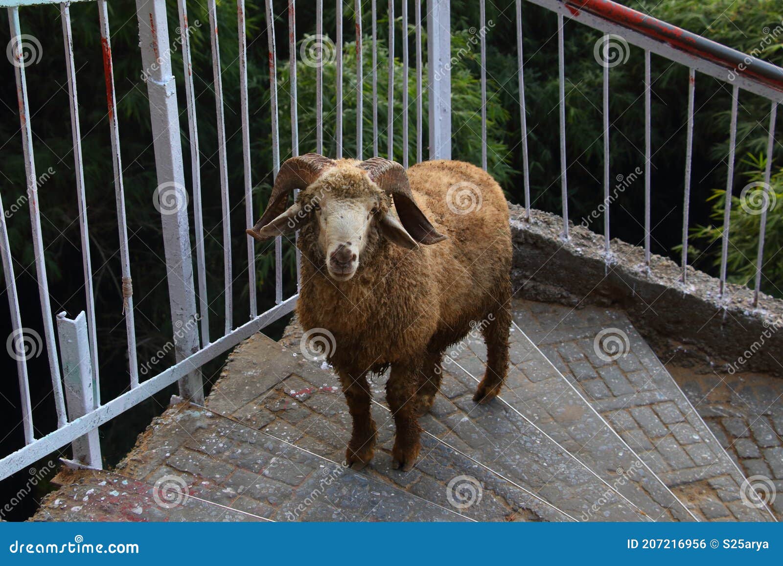 A Beautiful Himalayan Sheep Climbs Stairs Stock Photo - Image of ...