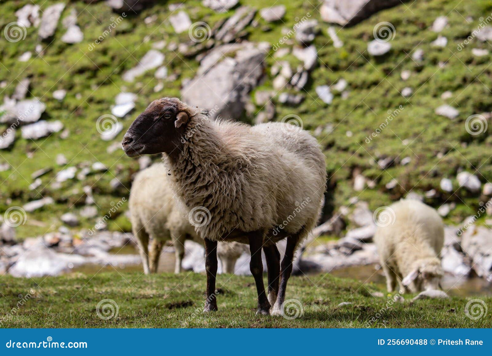 Himalayan Sheep Roaming in Mountains on Grass Stock Photo - Image of ...