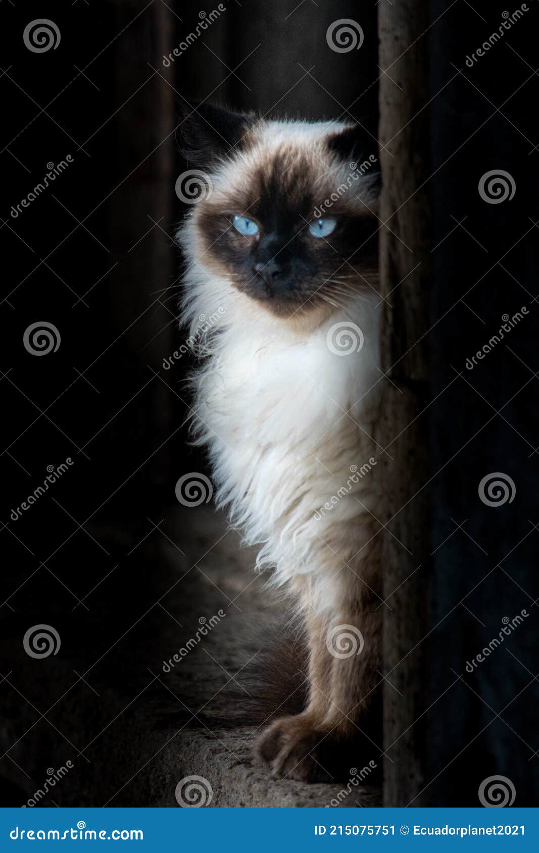 Himalayan Siamese Cat, Portrait Stock Image - Image of siamese ...