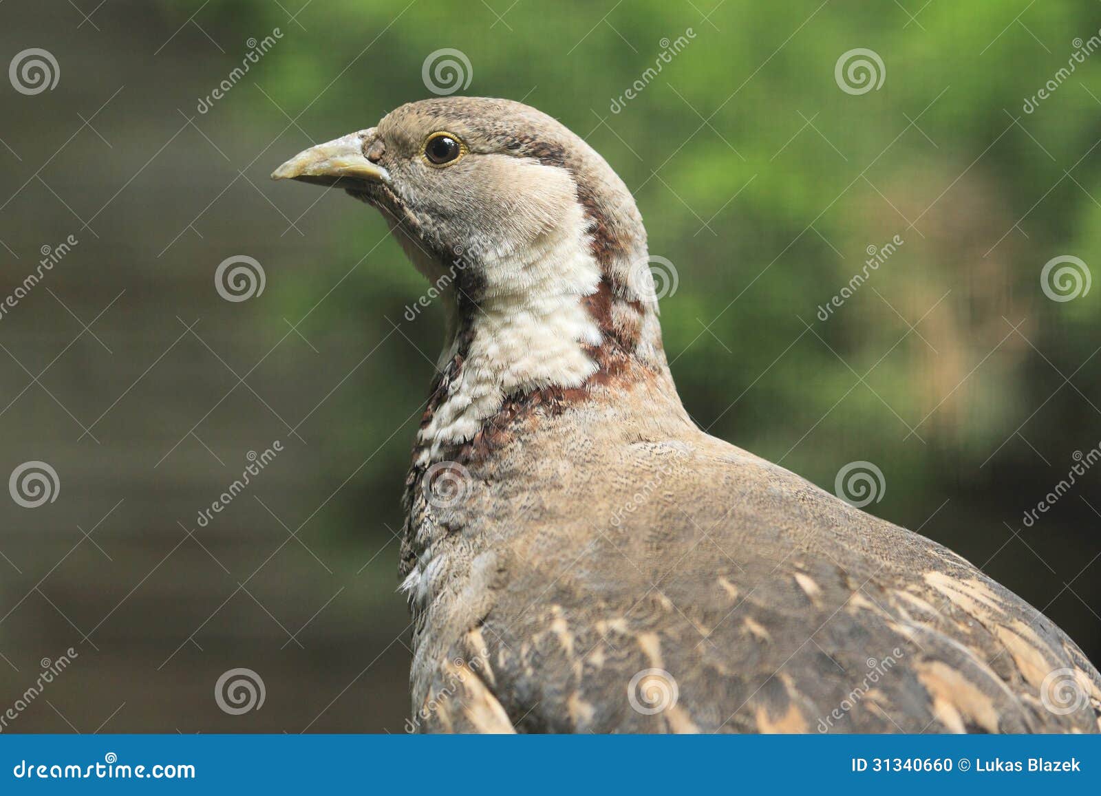 Himalayan snowcock stock photo. Image of pheasant, himalayensis - 31340660