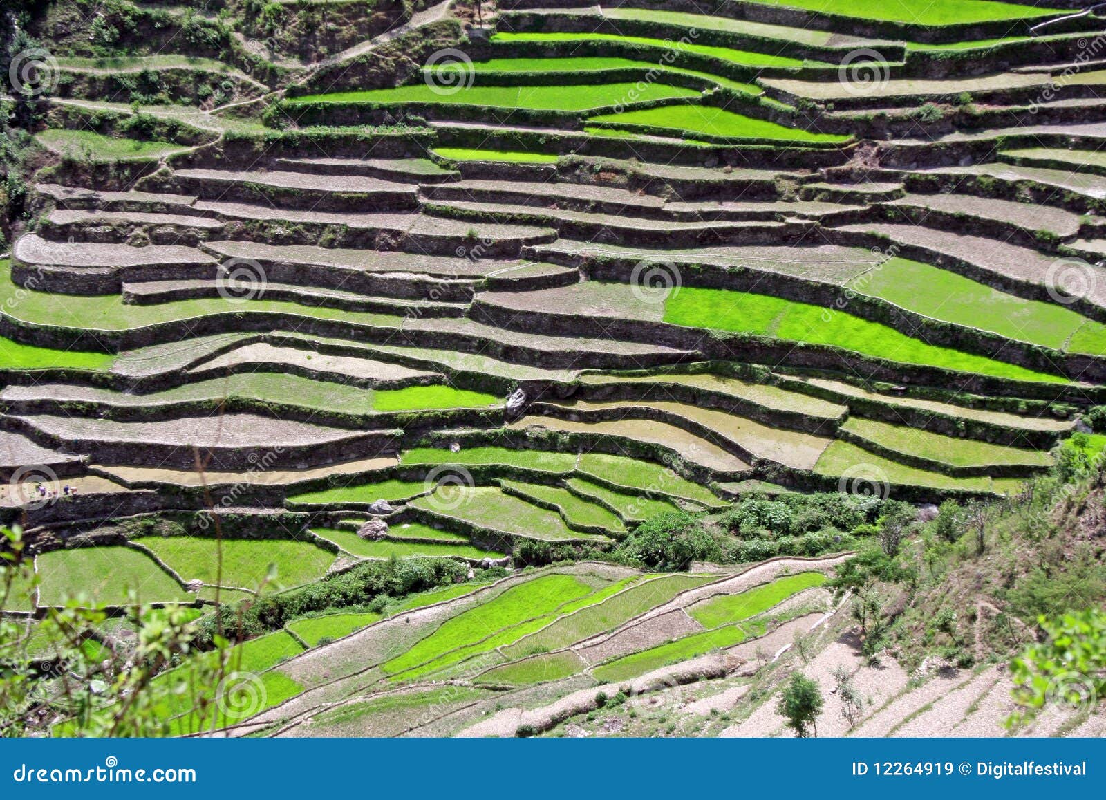 Himalayan Steppe Paddy Farming Uttaranchal India Stock Image - Image of ...